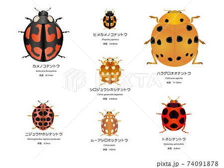 Japanese Ladybug Amazon.com: Volume 3 New Kiteretsu Encyclopedia