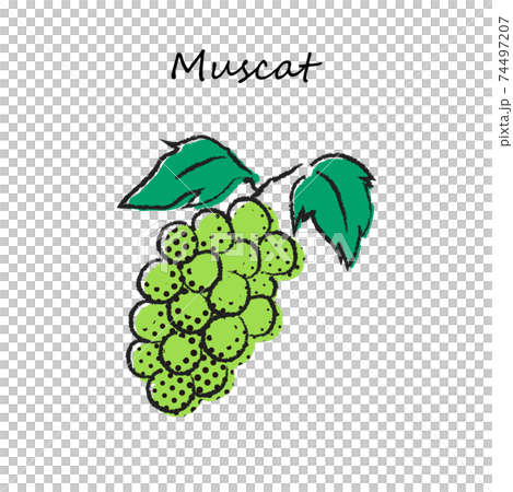 Fruit illustration muscat - Stock Illustration [74497207] - PIXTA