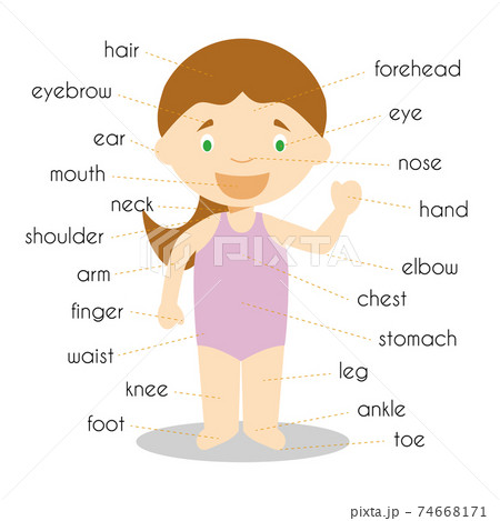 Human Body Parts Vector