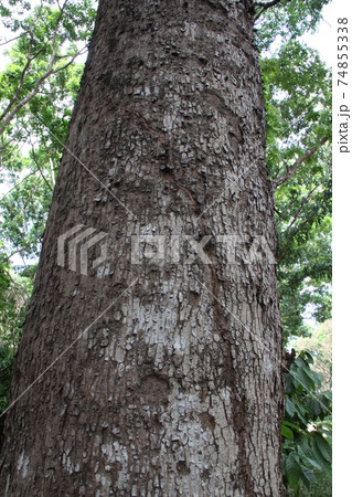 Mahogany Tree Amazon