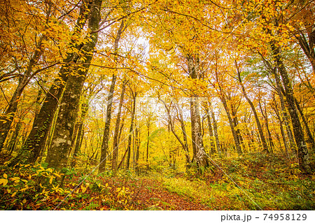 世界遺産白神山地の秋 紅葉の十二湖 ブナ自然林の写真素材 [74958129] - PIXTA