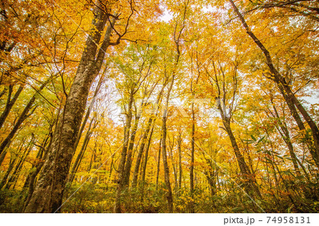 世界遺産白神山地の秋 紅葉の十二湖 ブナ自然林の写真素材 [74958131] - PIXTA