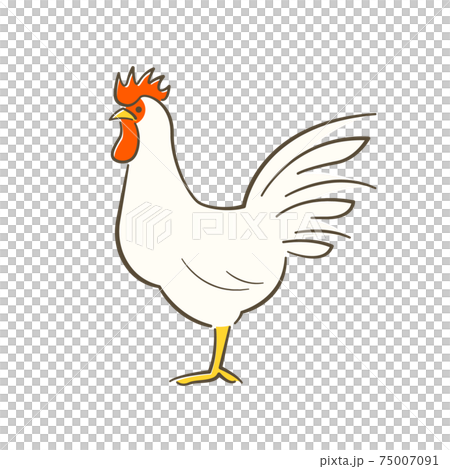 Male chicken - Stock Illustration [75007091] - PIXTA