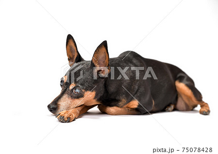 Are Mini Pinscher Scaled Down