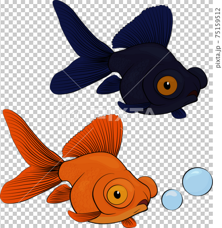 Telescope fish isolated on white background.-插圖素材 [75159512] - PIXTA圖庫