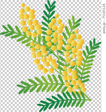 Mimosa fusa acacia spring flower plant yellow... - Stock Illustration ...