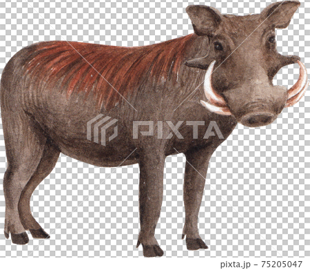 Wild Boar element watercolor - Stock Illustration [75205047] - PIXTA
