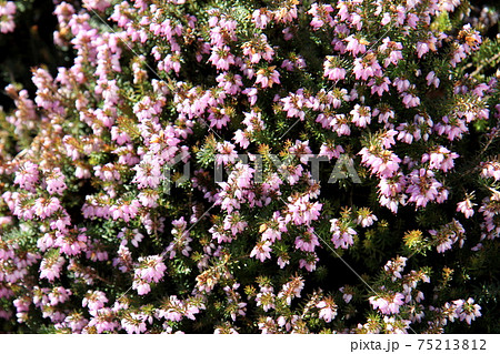 Mediterranean Pink Heather Plant