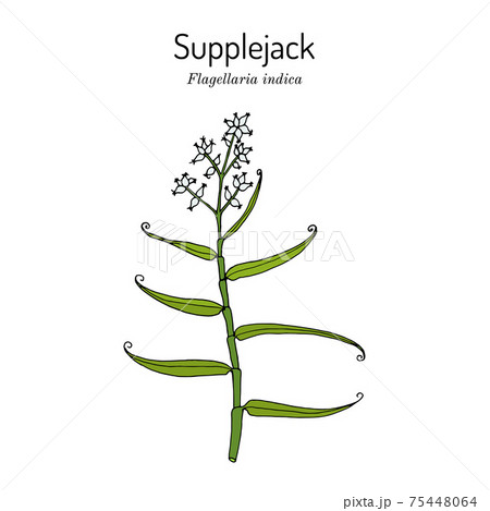 Whip vine, or hell tail, supplejack, false...のイラスト素材 [75448064] - PIXTA