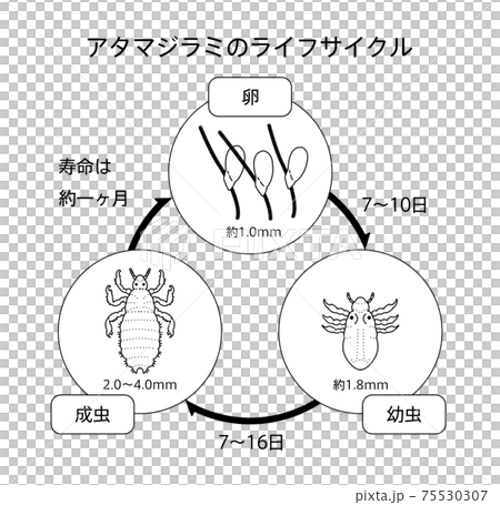 Head Lice Lice Cycle Illustration Monochrome - Stock Illustration ...