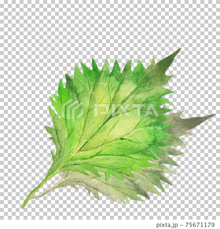 Ooba Shiso condiment watercolor illustration... - Stock Illustration ...