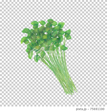 Trefoil / Japanese parsley hand-drawn illustration - Stock Illustration ...