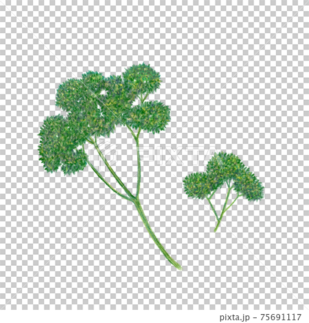 Parsley hand-drawn illustrations - Stock Illustration [75691117] - PIXTA