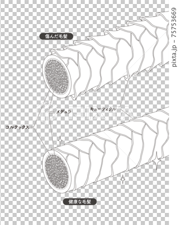 hair, cross-section diagram, vector - Stock Illustration [75753669] - PIXTA
