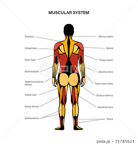 Muscular System Diagram Back