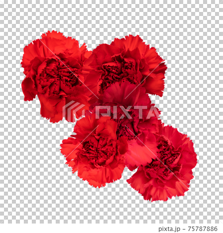 Cut out carnation parts Material-There are... - Stock Illustration ...