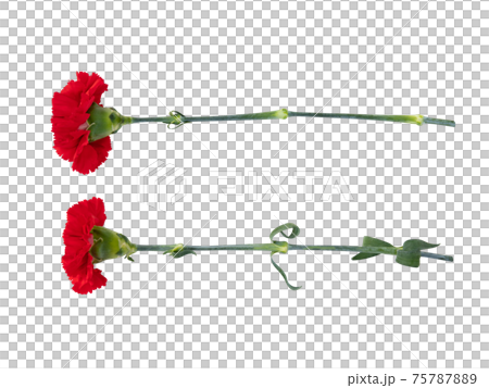 Cut out carnation parts Material-There are... - Stock Illustration ...