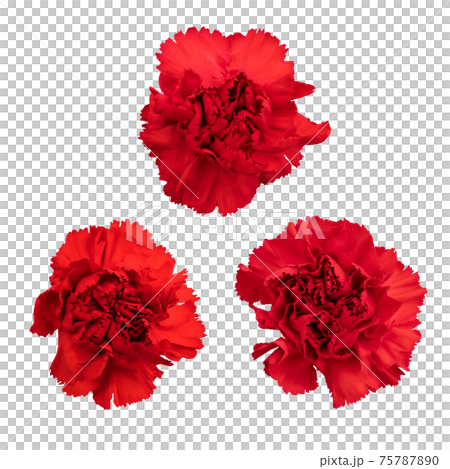 Cut out carnation parts Material-There are... - Stock Illustration ...