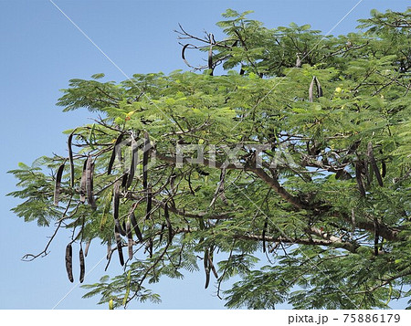 タンザニア･マメ科の樹木の写真素材 [75886179] - PIXTA