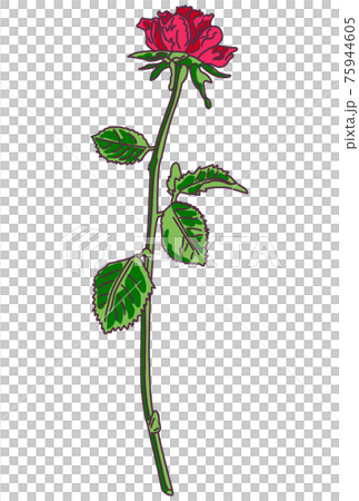 Illustration of a single red rose - Stock Illustration [75944605] - PIXTA