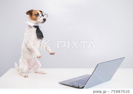 Dog Computer Gif