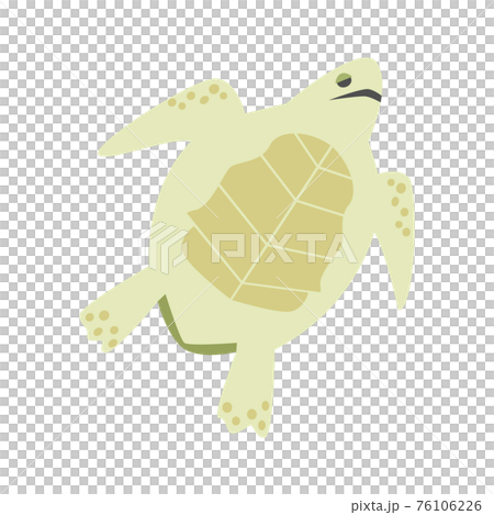 Illustration of sea turtle belly - Stock Illustration [76106226] - PIXTA