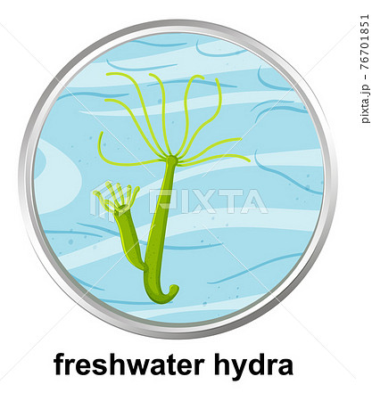Hydra Life Cycle Diagram