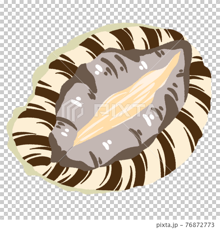 Abalone illustration - Stock Illustration [76872773] - PIXTA