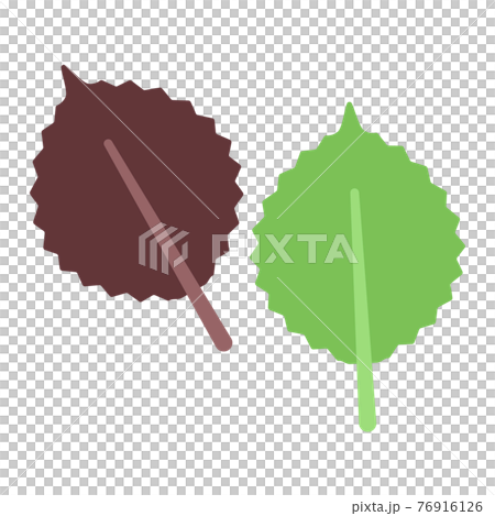 Simple perilla illustration flat design - Stock Illustration [76916126 ...