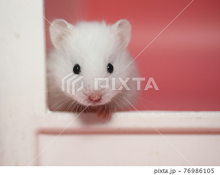 Polar Bear Hamster