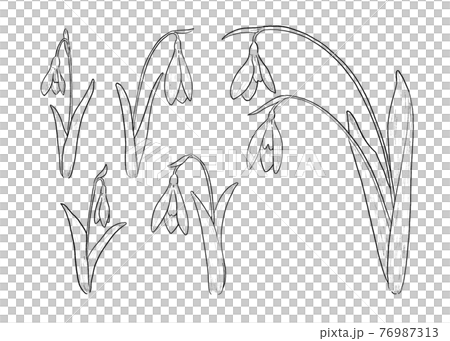 Snowdrop line drawing illustration - Stock Illustration [76987313] - PIXTA