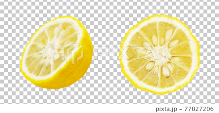 Yuzu Yuzu Illustration Real Cut - Stock Illustration [77027206] - PIXTA