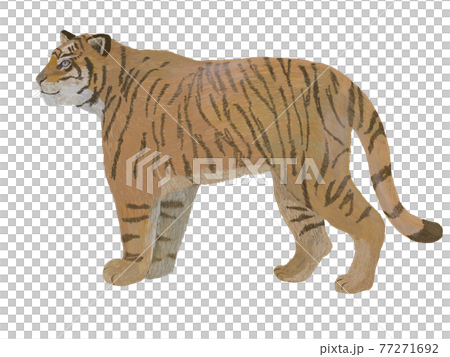 Tiger facing right side _ Real touch _ Side - Stock Illustration ...