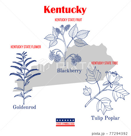 Kentucky State Flower And Tree