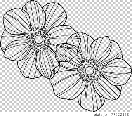 anemone, windflower, line drawing - Stock Illustration [77322128] - PIXTA