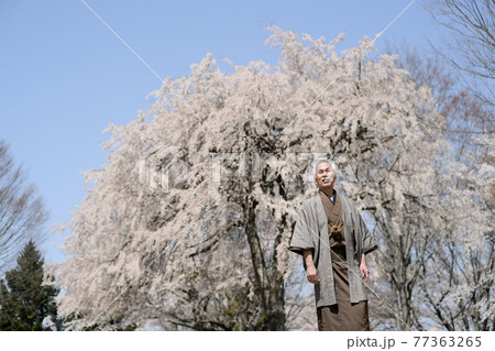 着物を着たシニア男性と満開の桜の写真素材 [77363265] - PIXTA