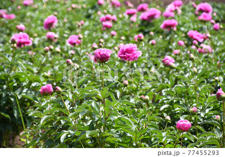 St Lucia National Flower Marguerite | Best Flower Site