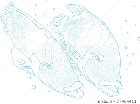 Humphead Wrasse Drawing
