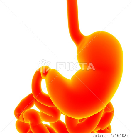 Digestive System Stomach No Labels