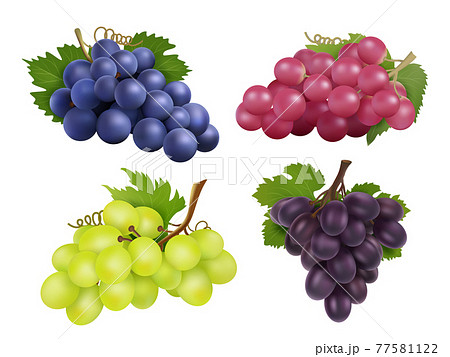 Realistic grapes. set of various grape varietyのイラスト素材 [77581122] - PIXTA