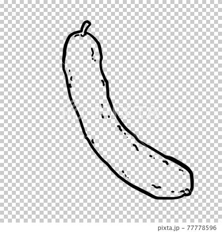 Realistic cucumber line drawing - Stock Illustration [77778596] - PIXTA
