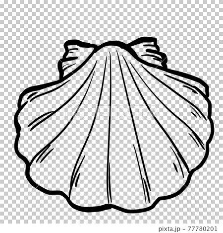 Realistic scallop line drawing - Stock Illustration [77780201] - PIXTA