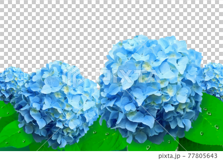 Blue hydrangea flower without background - Stock Illustration [77805643 ...