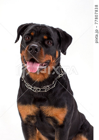 White Rottweiler Dogs