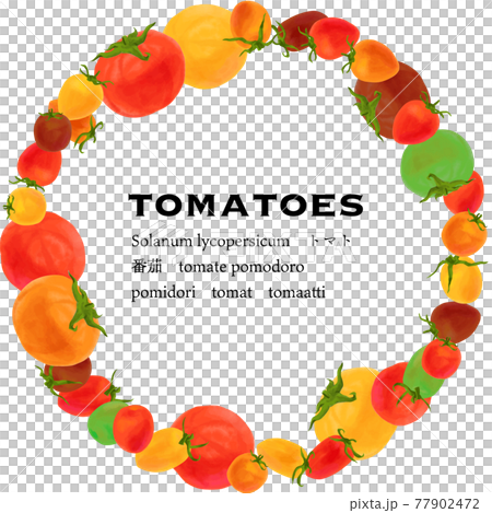Colorful tomato circular frame vector illustration - Stock Illustration ...