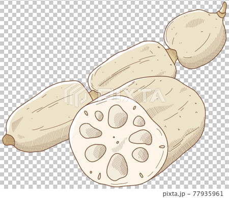 Lotus root - Stock Illustration [77935961] - PIXTA