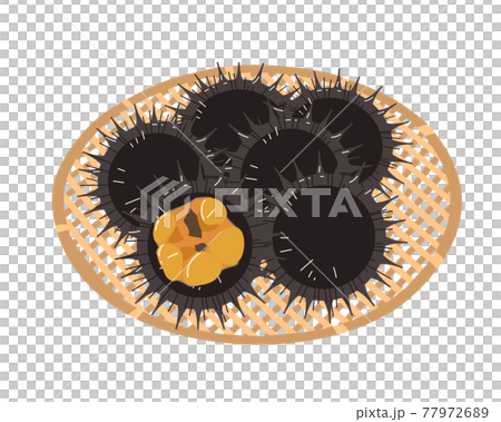 Sea urchin colander without line - Stock Illustration [77972689] - PIXTA