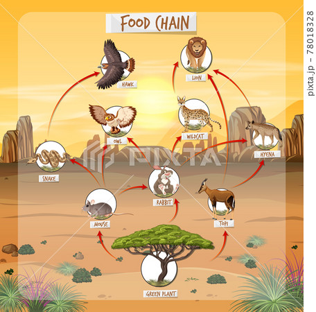 Forest Food Chain Free Vector | Forest Food Web Illustration