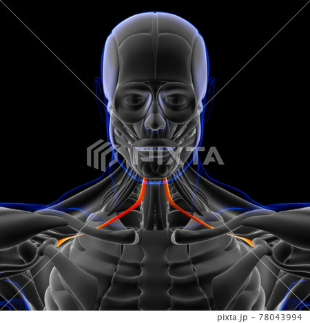 Omohyoideus Muscle Anatomy For Medical Concept...のイラスト素材 [78043994] - PIXTA