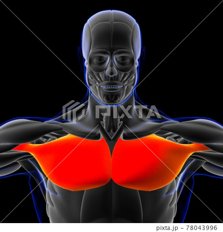 Pectoral Muscle Anatomy For Medical Concept 3D...のイラスト素材 [78043996] - PIXTA